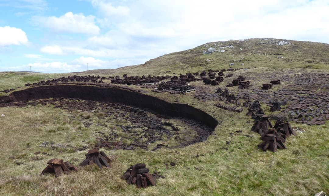 Peat Has an Important Role Beyond the Garden - Asparagus Magazine
