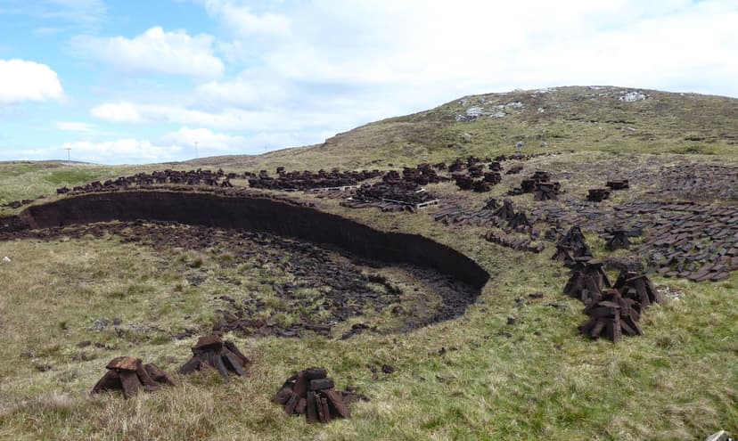 Peat Has an Important Role Beyond the Garden - Asparagus Magazine