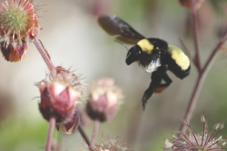 Rewilding Your Lawn is Worth the Work - Asparagus Magazine